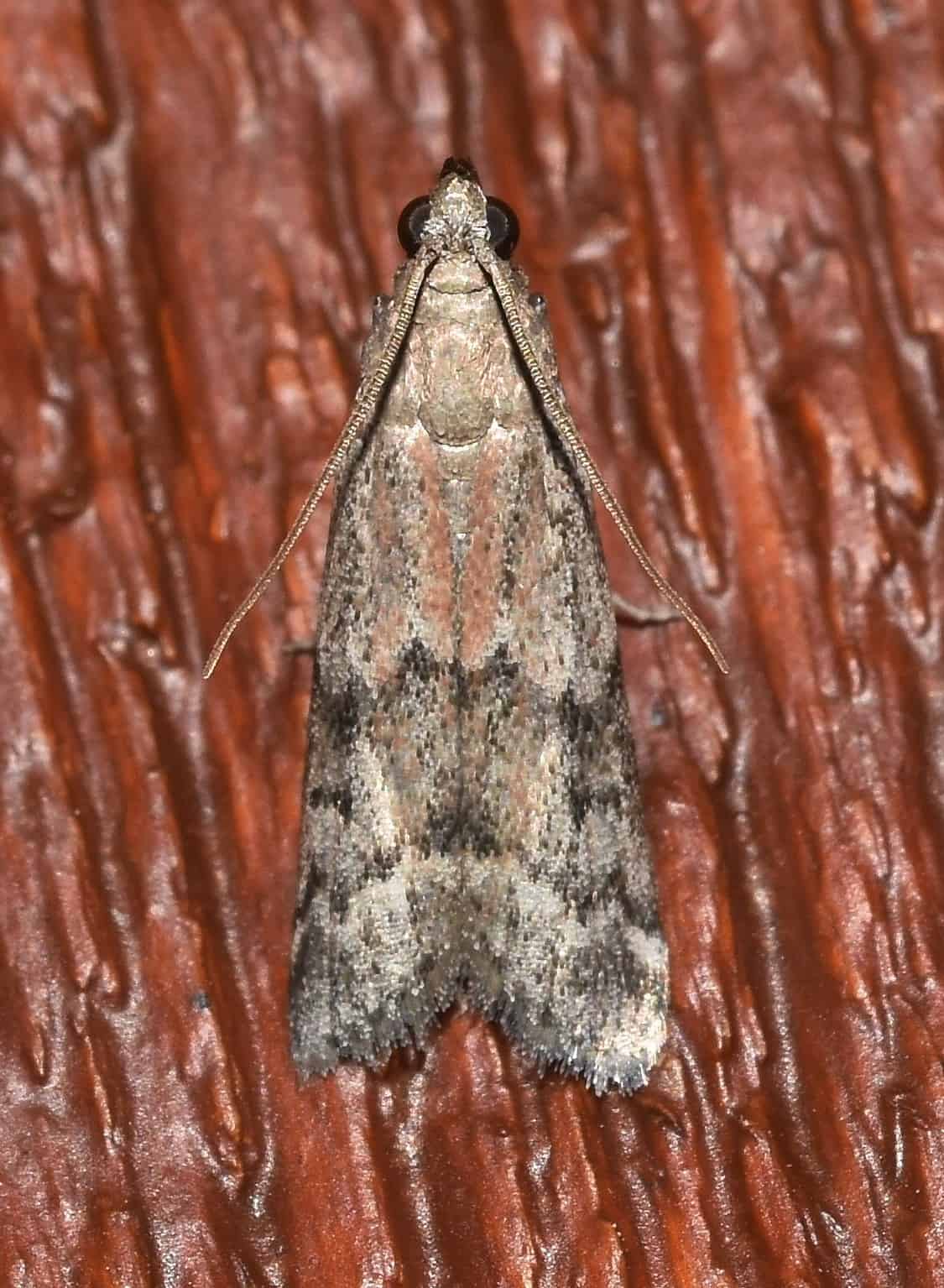 Dried Fruit Moth Animal Facts - Plodia interpunctella - A-Z Animals