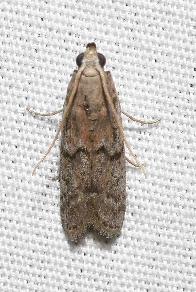 Dried Fruit Moth Animal Pictures | A-Z Animals