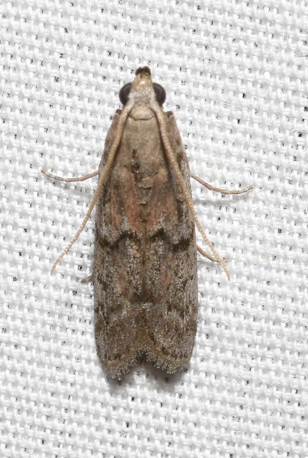 Dried Fruit Moth Animal Pictures | A-Z Animals