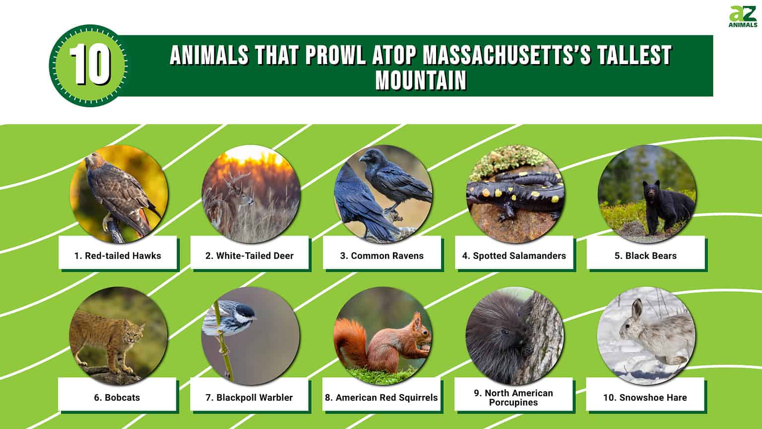 Discover 10 Animals That Prowl Atop Massachusetts's Tallest Mountain ...