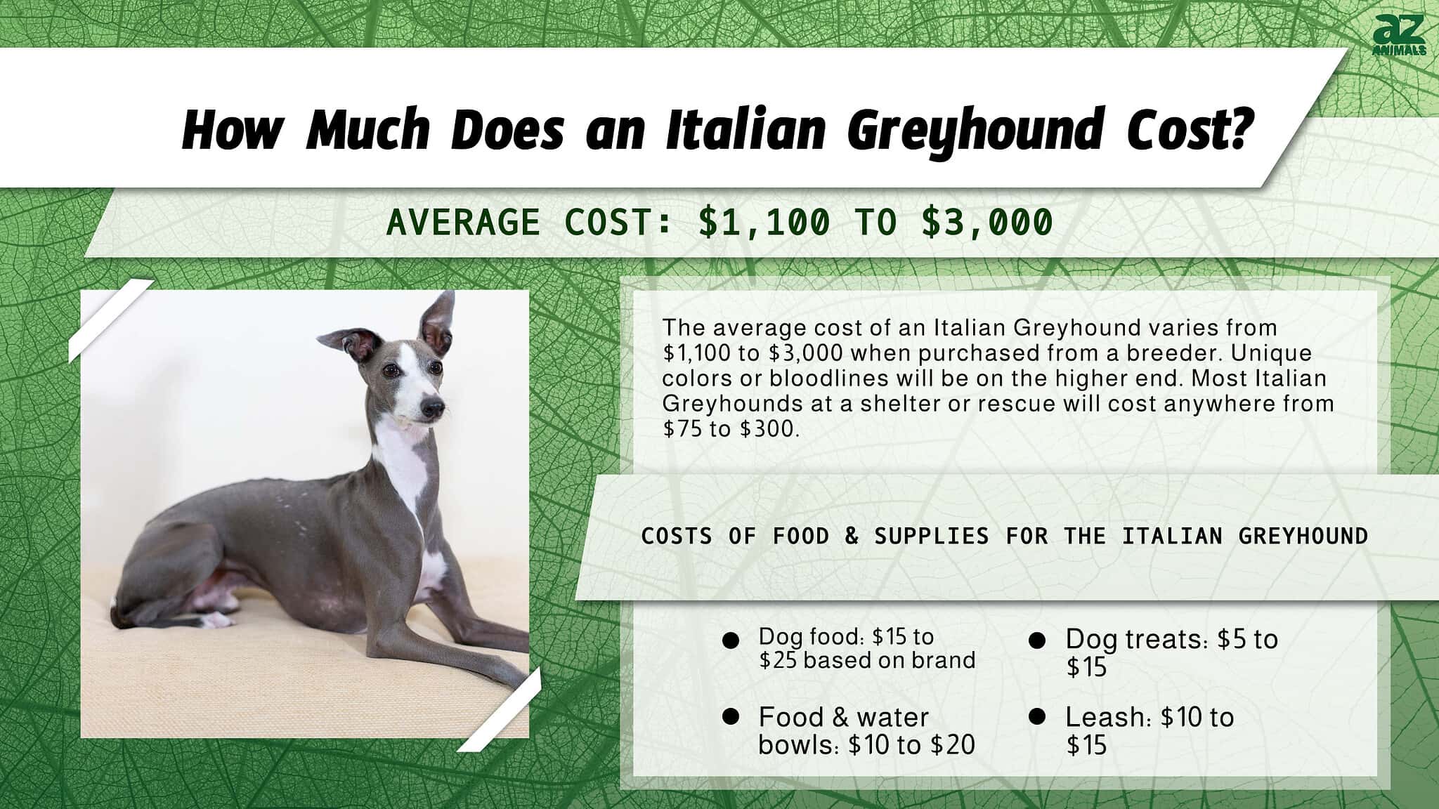 Italian Greyhound Prices in 2024: Purchase Cost, Vet Bills, and More ...