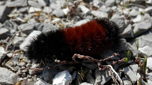 The 5 Most Common Moths You'll Find in Arizona - A-Z Animals