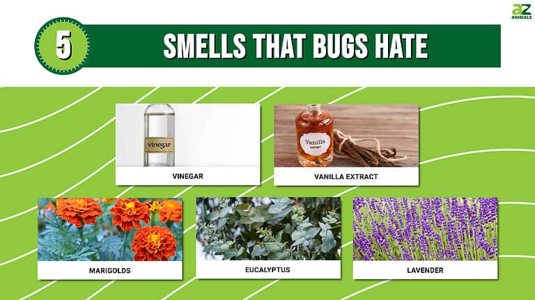 5 Smells That Attract Bugs and 5 Smells They Hate! - A-Z Animals
