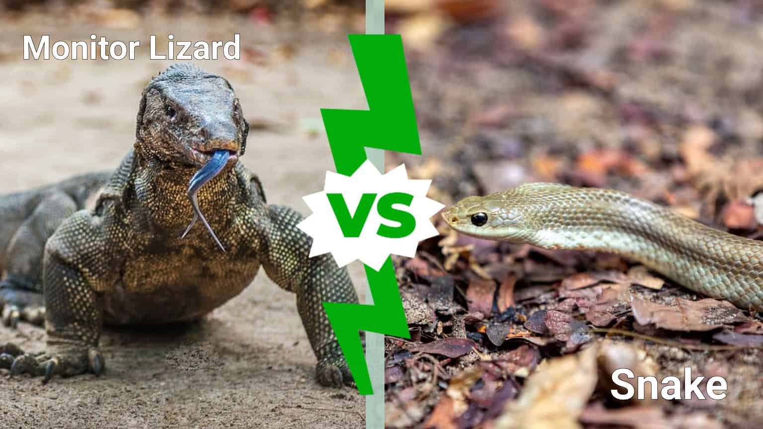 Monitor Lizard Vs. Snakes: 4 Key Similarities - A-Z Animals