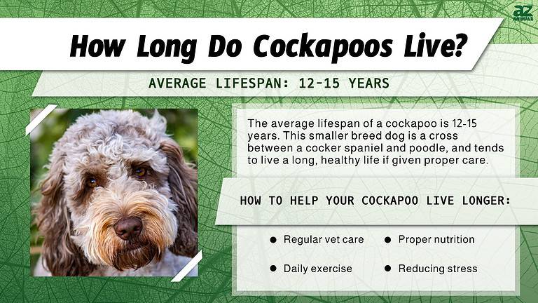 Cockapoo Lifespan: How Long Do Cockapoos Live? - A-Z Animals