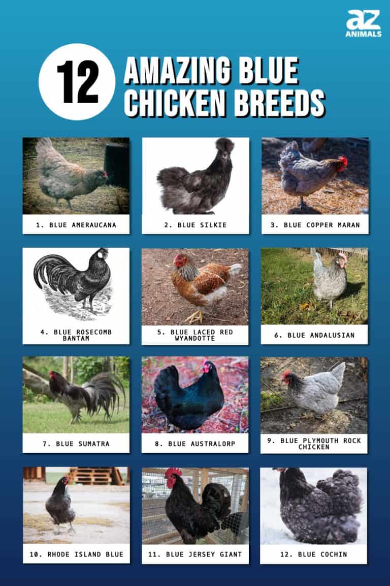 Discover 12 Amazing Blue Chicken Breeds - A-Z Animals