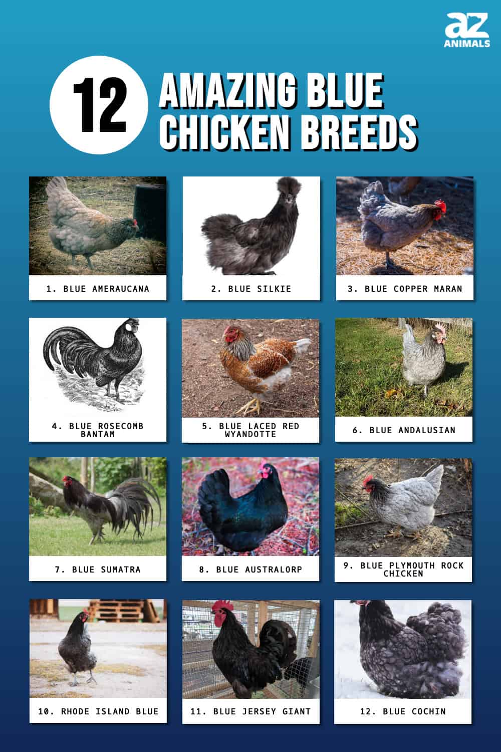 Discover 12 Amazing Blue Chicken Breeds - A-Z Animals