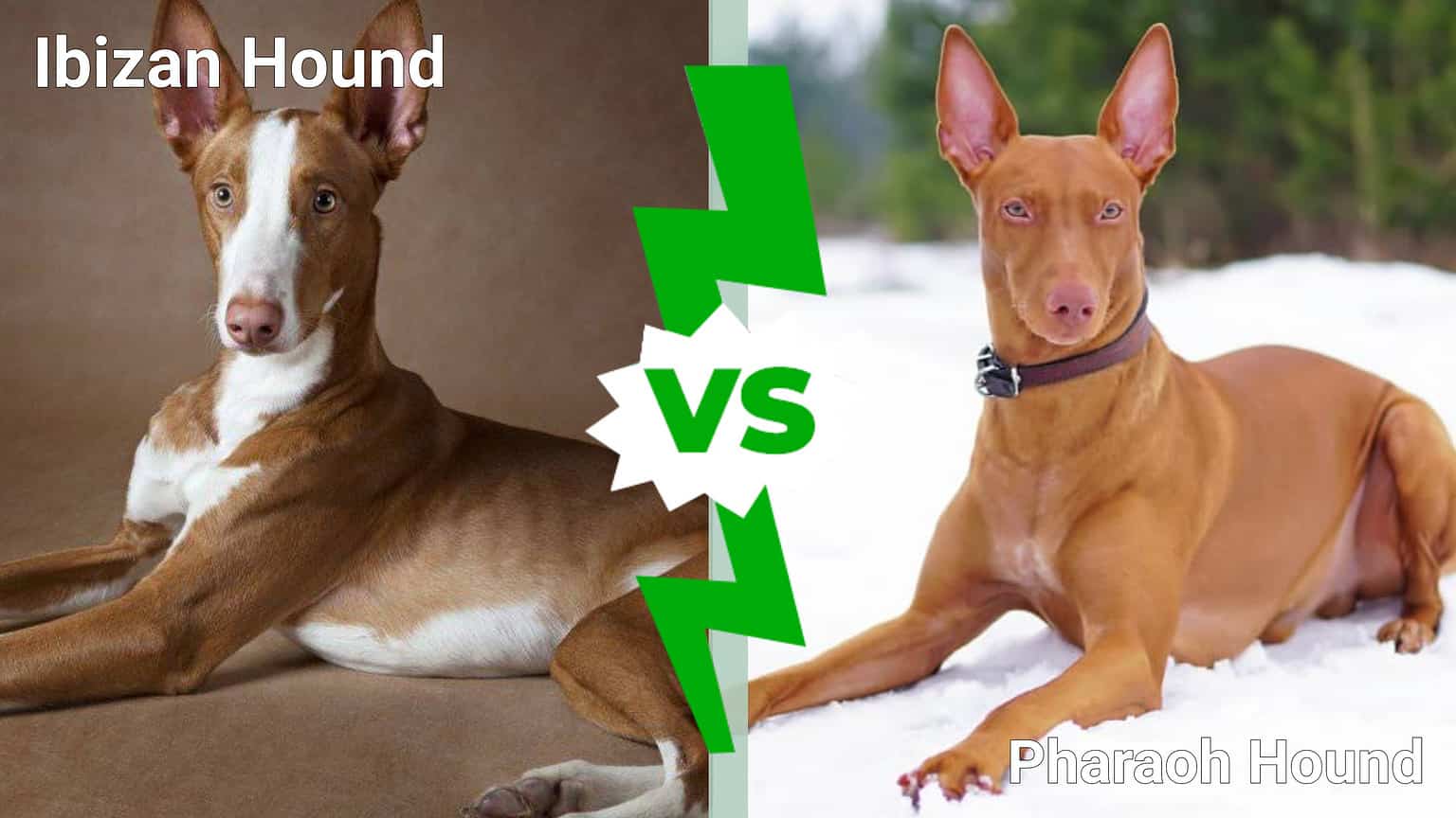 Ibizan Hound vs Pharaoh Hound: 6 Key Differences - A-Z Animals