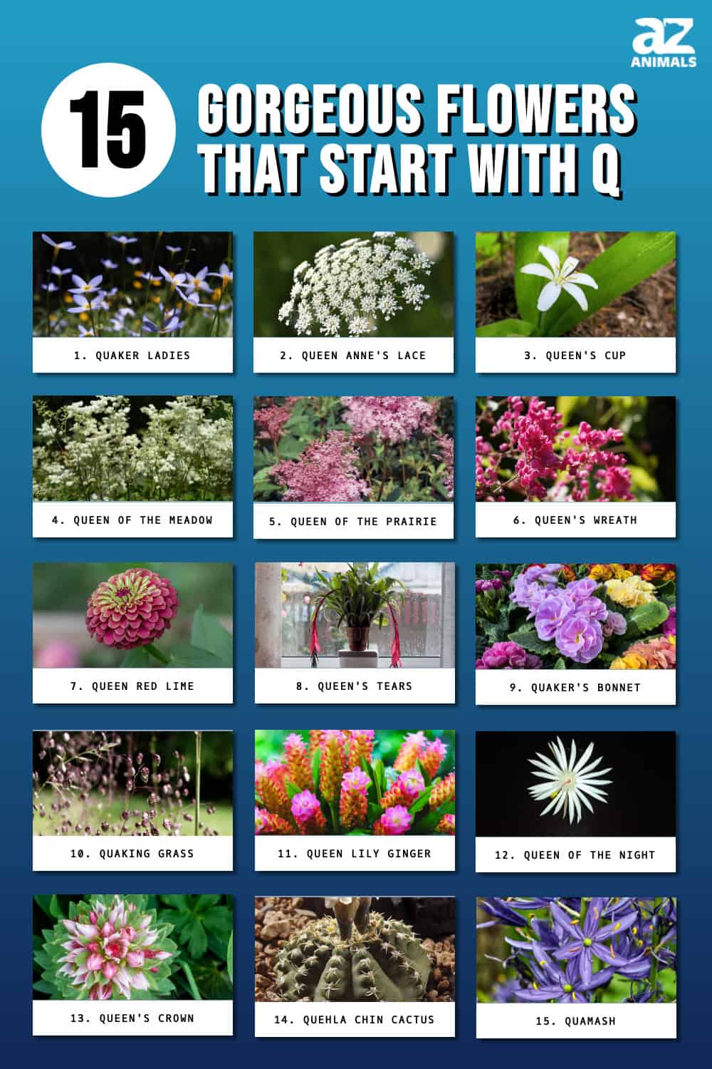 15 Gorgeous Flowers That Start with Q - A-Z Animals