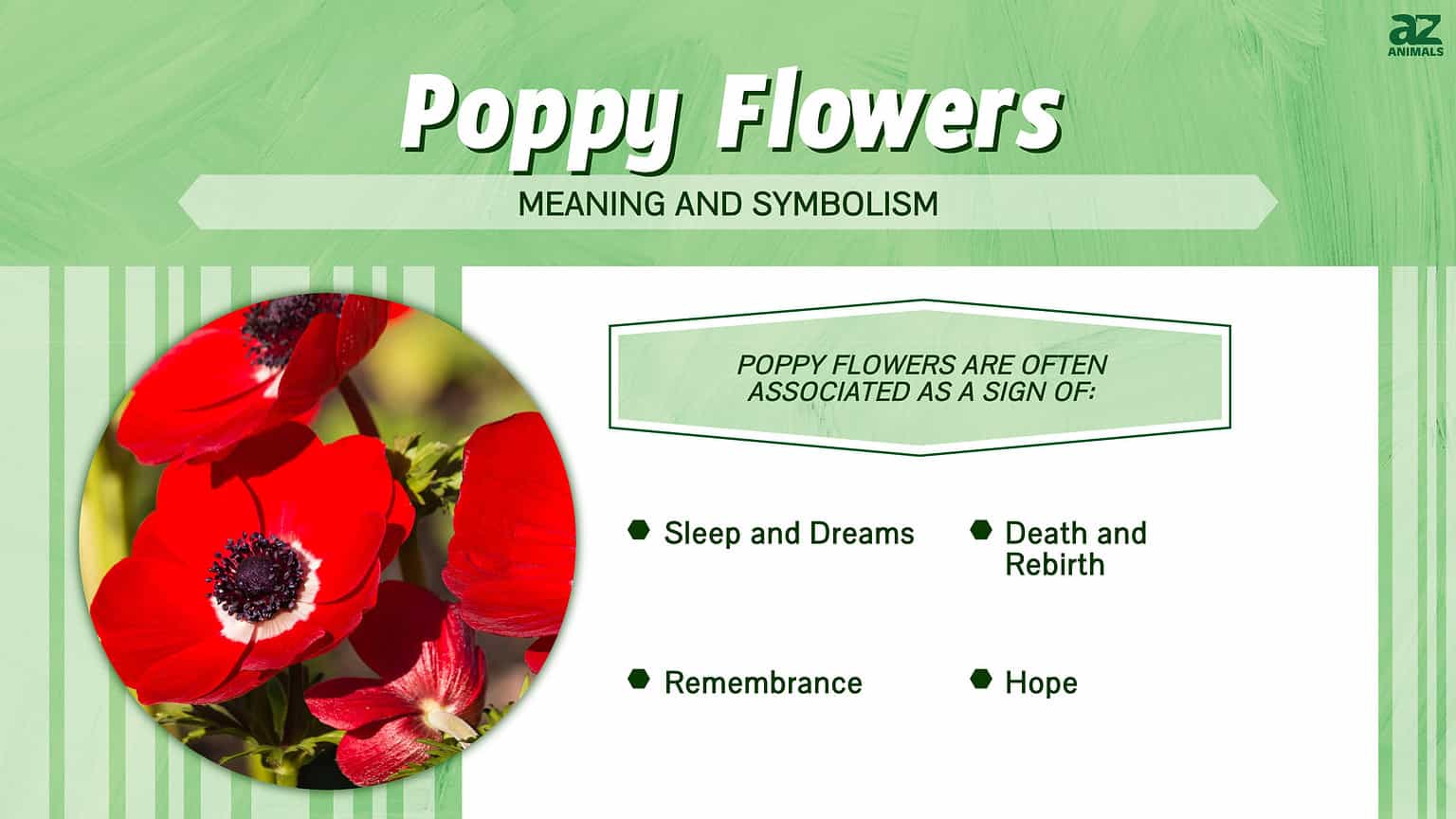 Poppy Flowers: Meaning, Symbolism, and Proper Occasions - A-Z Animals