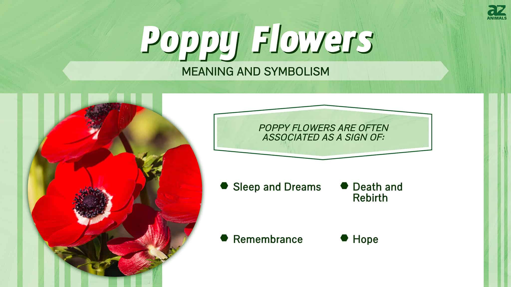 Poppy Flowers: Meaning, Symbolism, and Proper Occasions - A-Z Animals