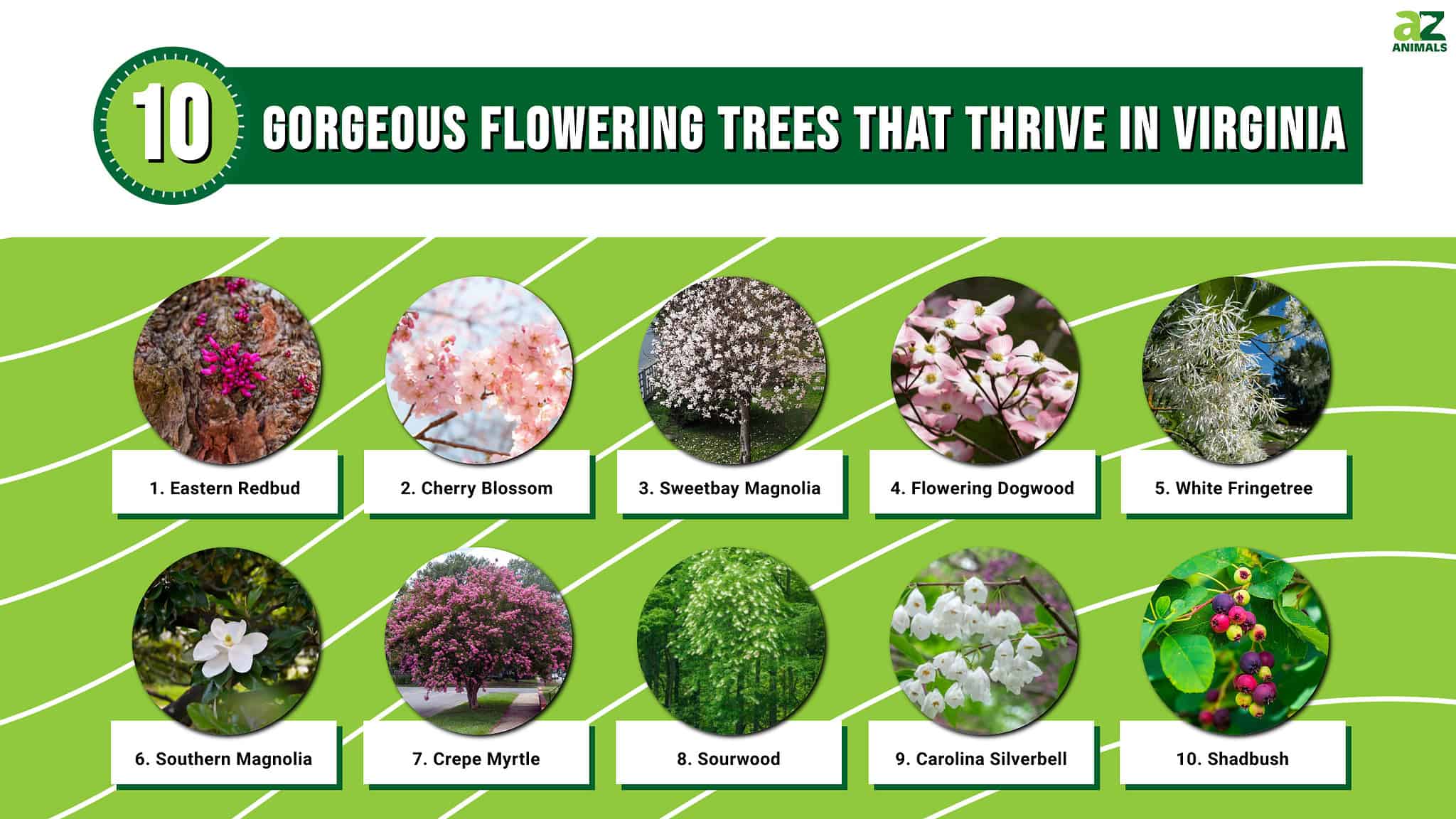 10 Gorgeous Flowering Trees That Thrive in Virginia - A-Z Animals