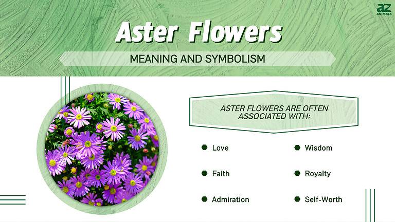 Aster Flowers: Meaning, Symbolism, and Proper Occasions - A-Z Animals