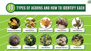 Discover 10 Types of Acorns and How to Identify Each - A-Z Animals