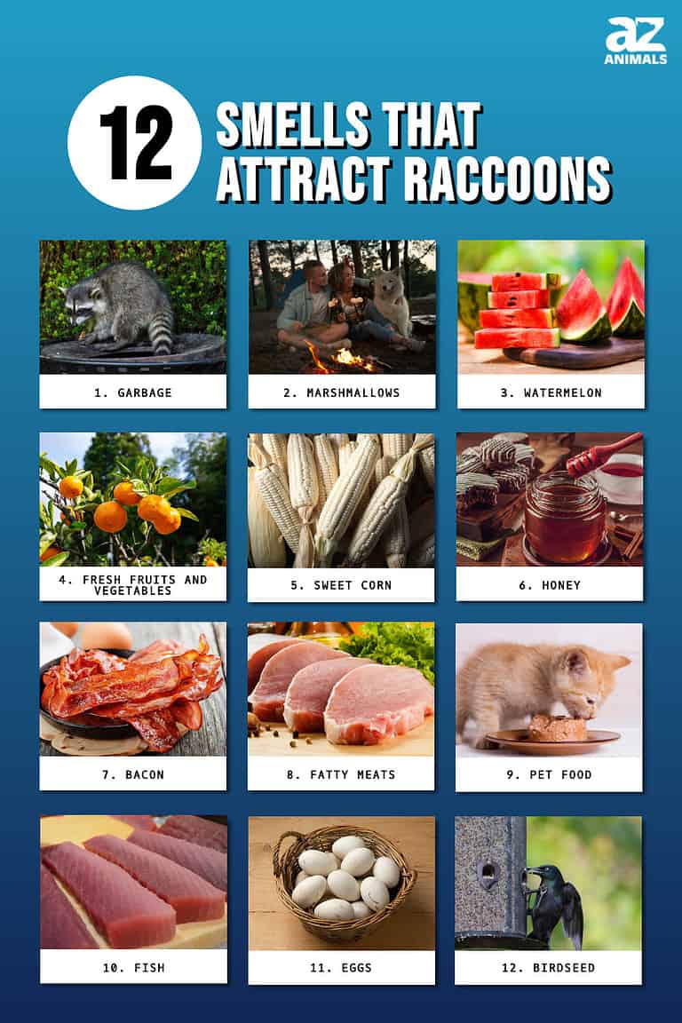 12 Smells That Attract Raccoons (Best Bait) - A-Z Animals