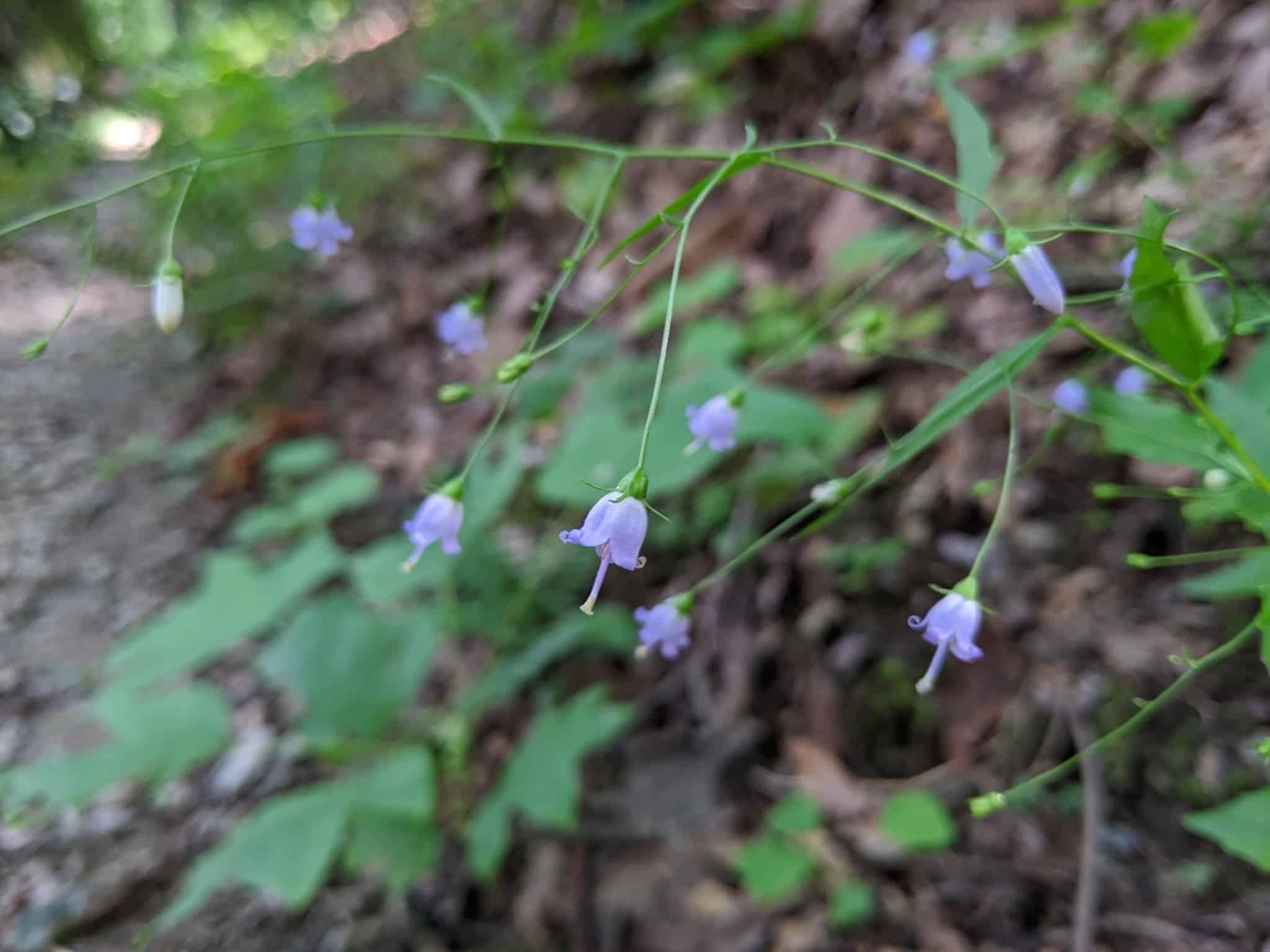 30 Beautiful Types of Blue Wildflowers - A-Z Animals