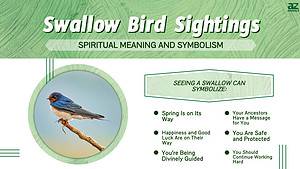 Swallow Bird Sightings: Discover the Bird's Meaning and Symbolism - A-Z ...