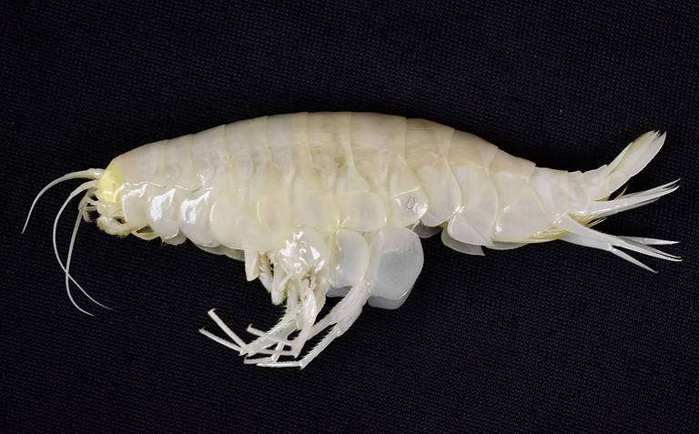 The 13 Deepest Trenches in the Ocean - A-Z Animals