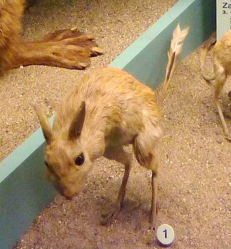 The 15 Most Fascinating Animals That Call China Home - A-Z Animals