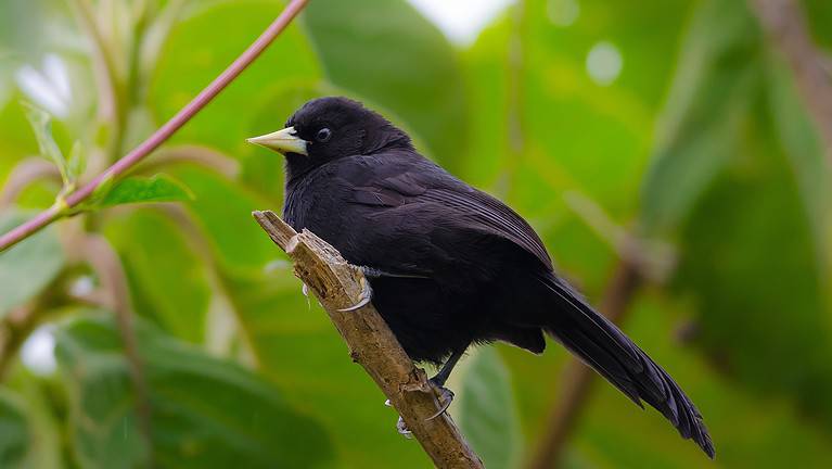 17 Black Birds With Yellow Beaks: How to Properly Identify Each Kind ...