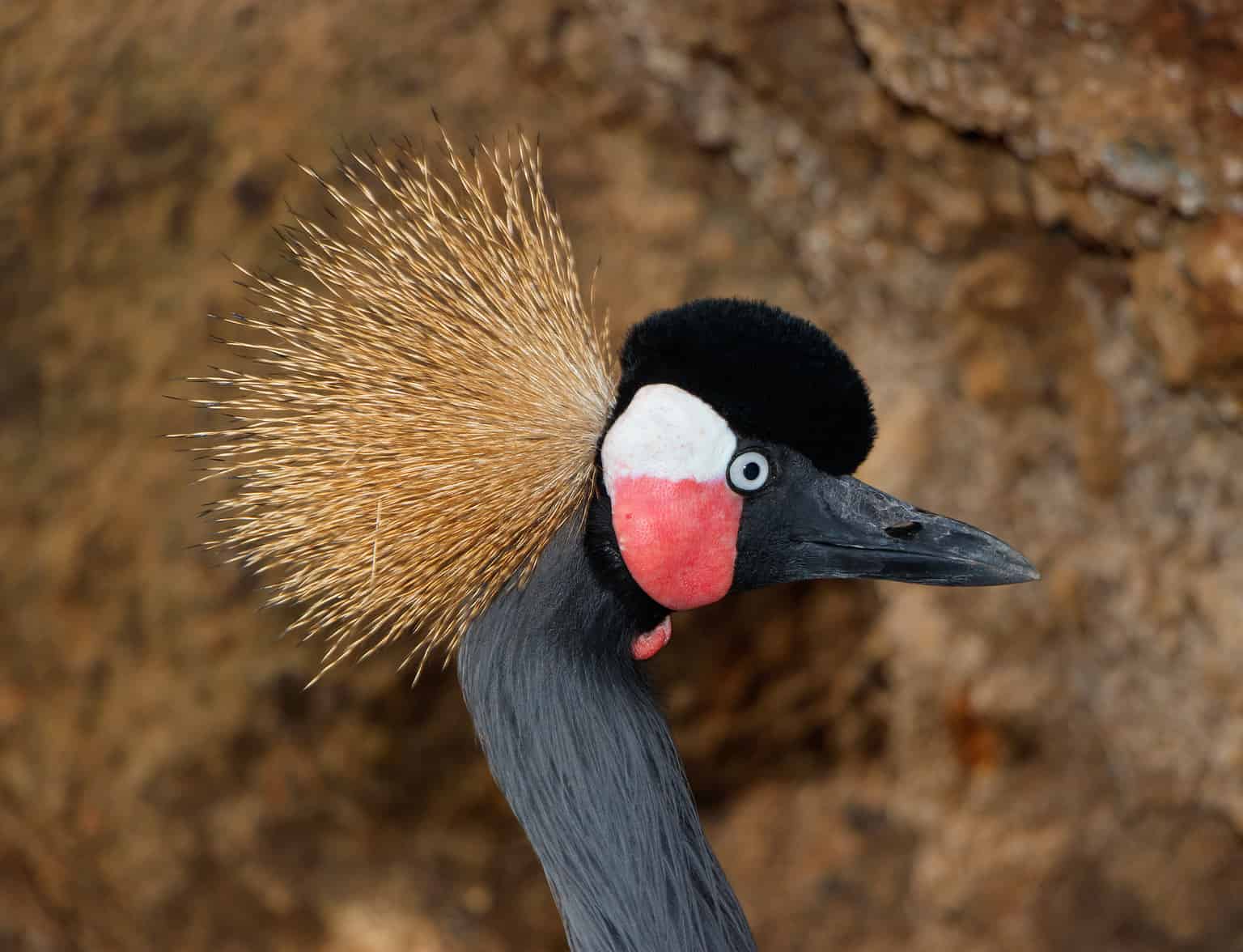 Bird Crests, Casques, and Combs: Differences and Examples - A-Z Animals