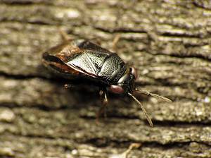 10 Insect Species with Eye-Popping Features - A-Z Animals