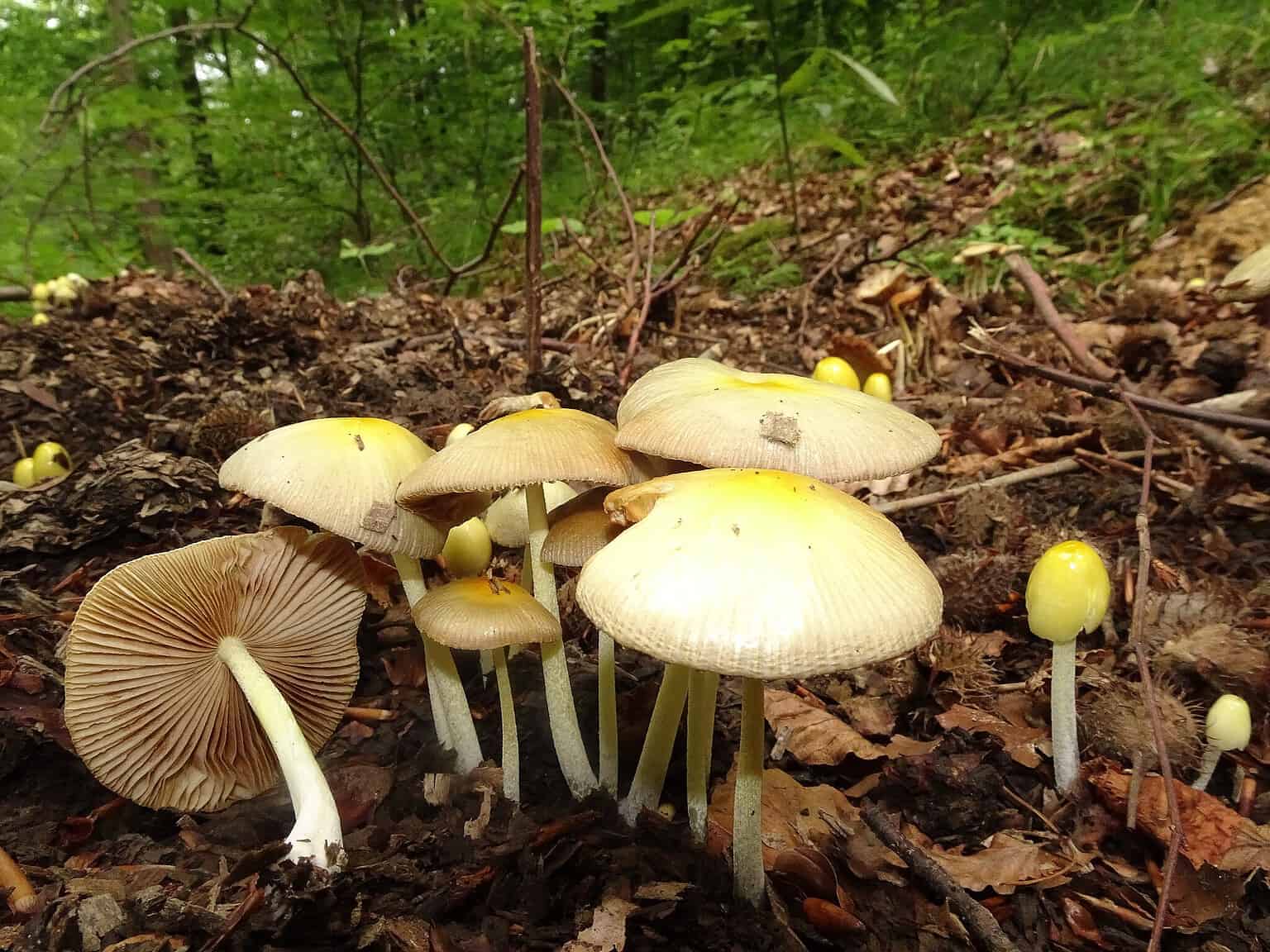 Discover 17 Types of Yellow Mushrooms - A-Z Animals