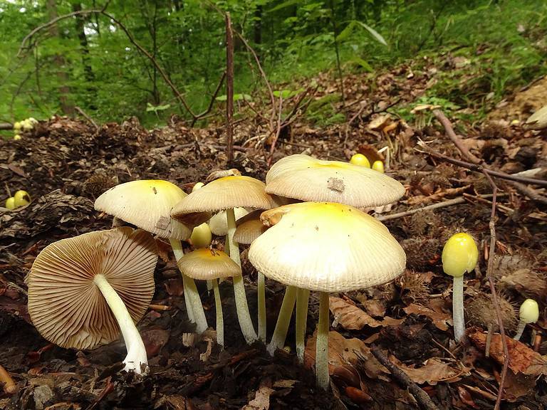 Discover 17 Types of Yellow Mushrooms - A-Z Animals