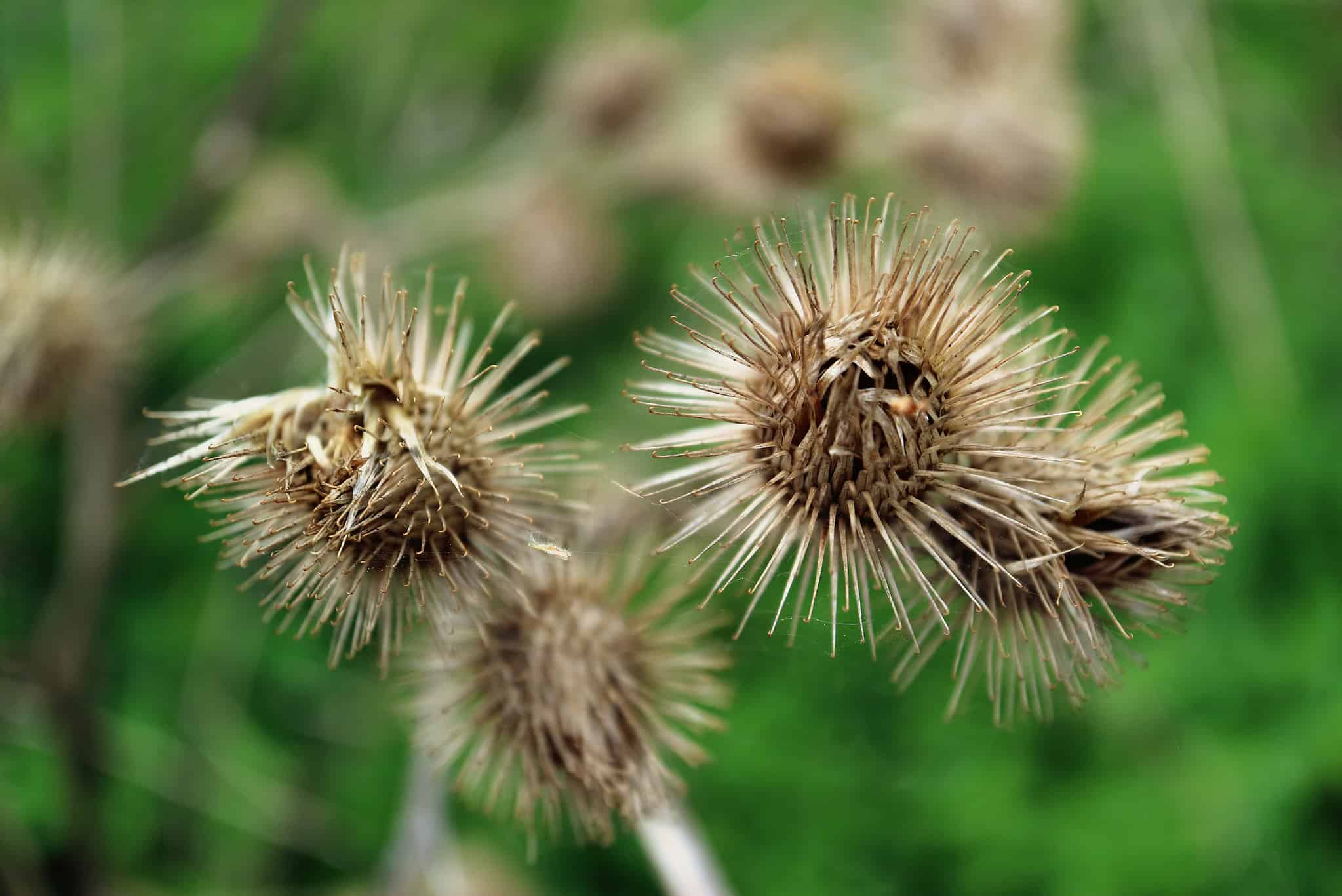 8 Effective Ways to Eliminate Those Painful Stickers From Your Lawn - A ...