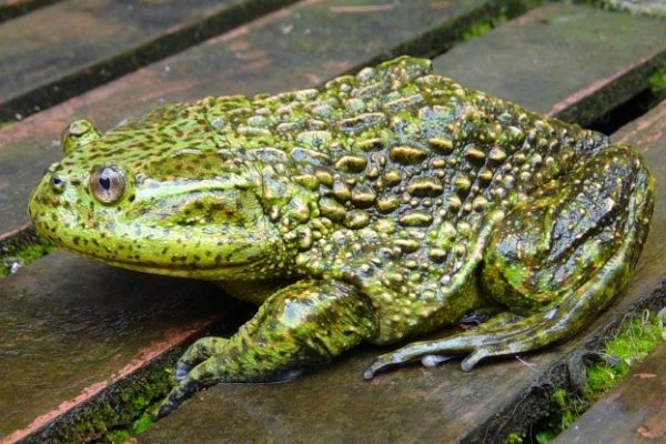 The Largest Frogs on Earth Weigh Over 7 Pounds! - A-Z Animals Slideshows