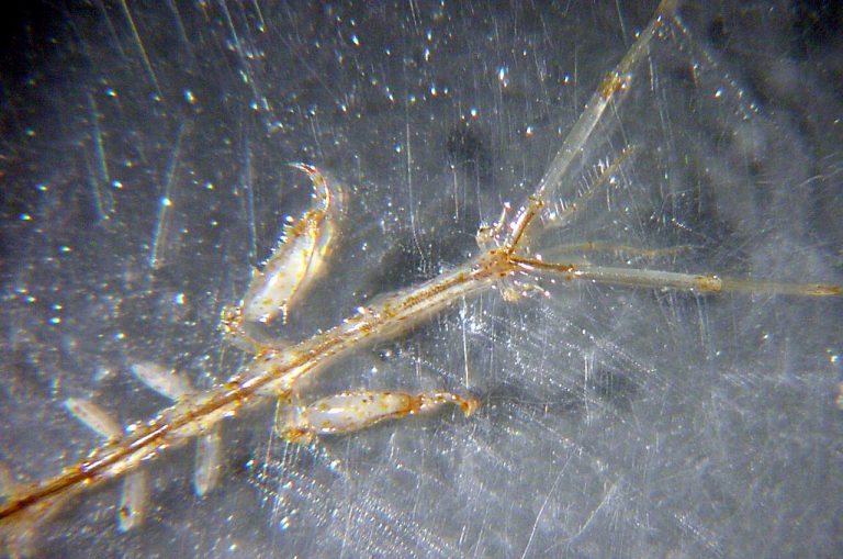 The 13 Deepest Trenches in the Ocean - A-Z Animals