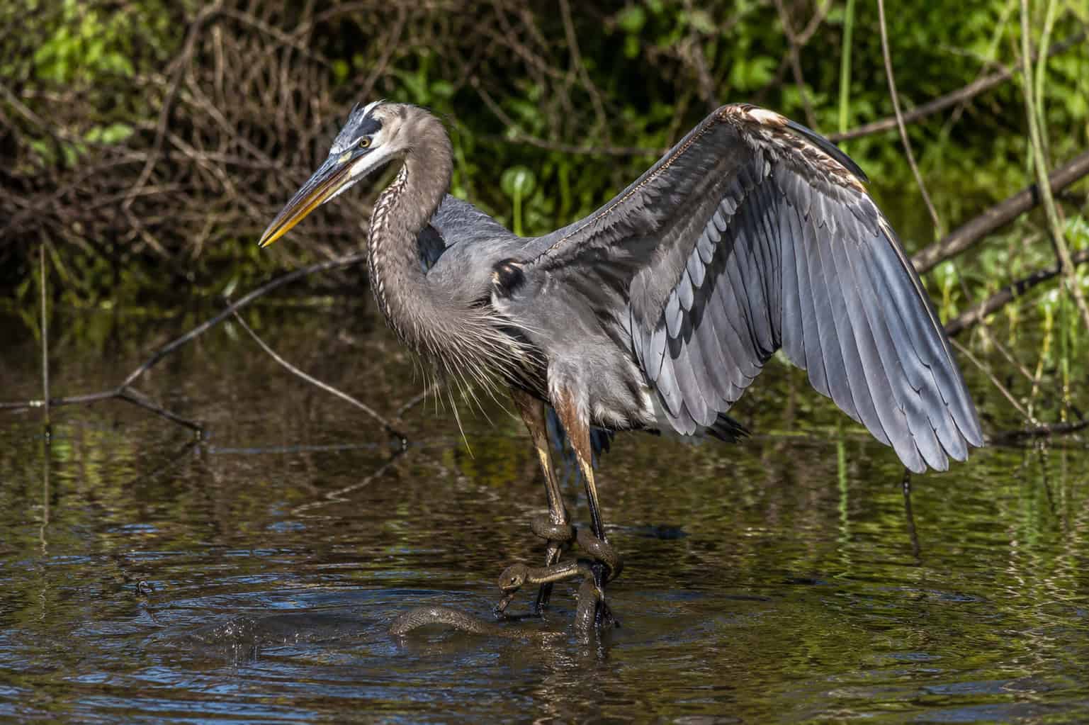 17 Snakes with Paralyzing Venom - A-Z Animals