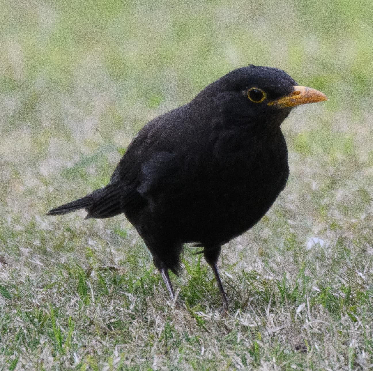 17 Black Birds With Yellow Beaks: How to Properly Identify Each Kind - A-Z Animals