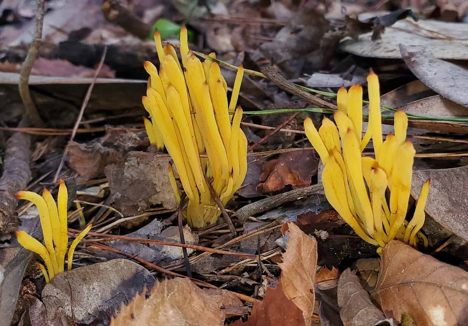 Discover 17 Types of Yellow Mushrooms - A-Z Animals