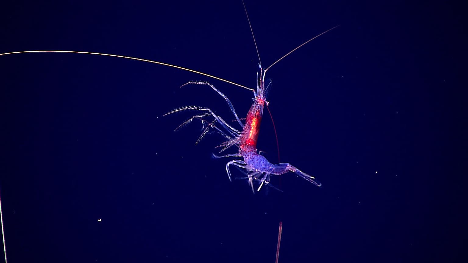 9 Cool Underwater Creatures that Glow in the Dark - A-Z Animals