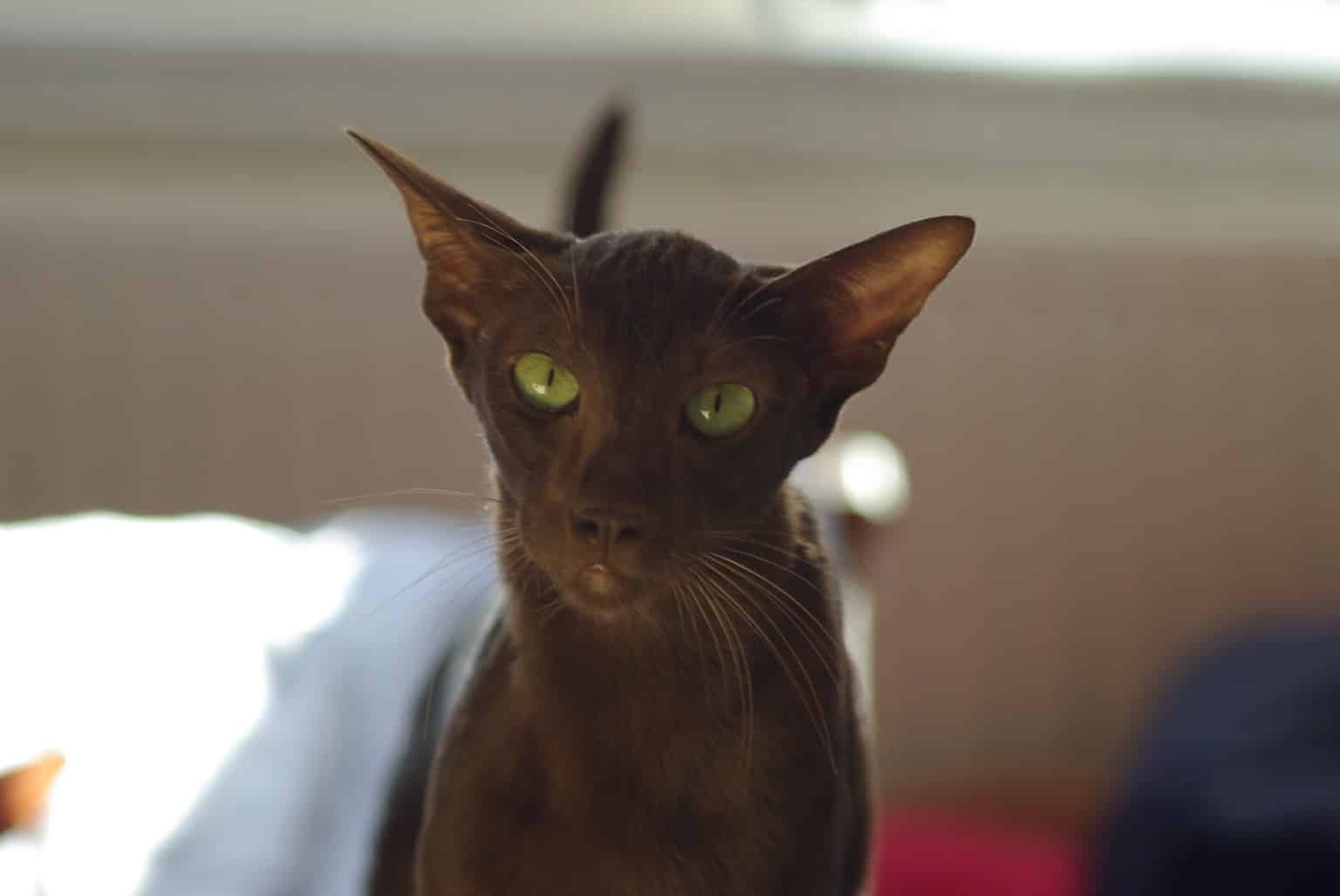 Discover Why Cats Butt Heads With Humans - A-Z Animals