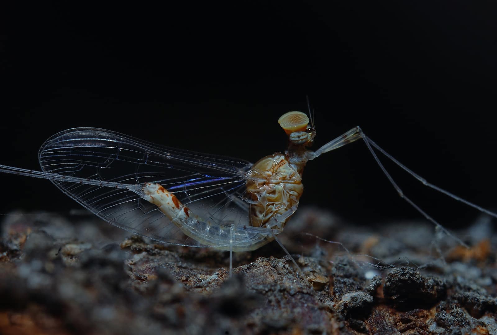 10 Insect Species with Eye-Popping Features - A-Z Animals