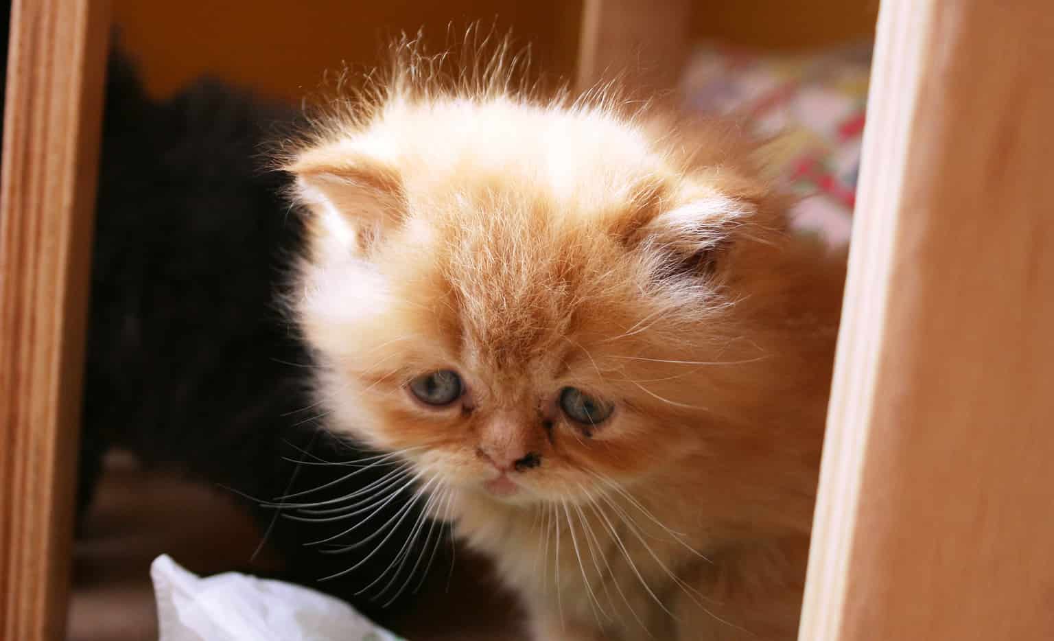 Persian Kittens: Pictures, Adoption Tips, and More! - A-Z Animals