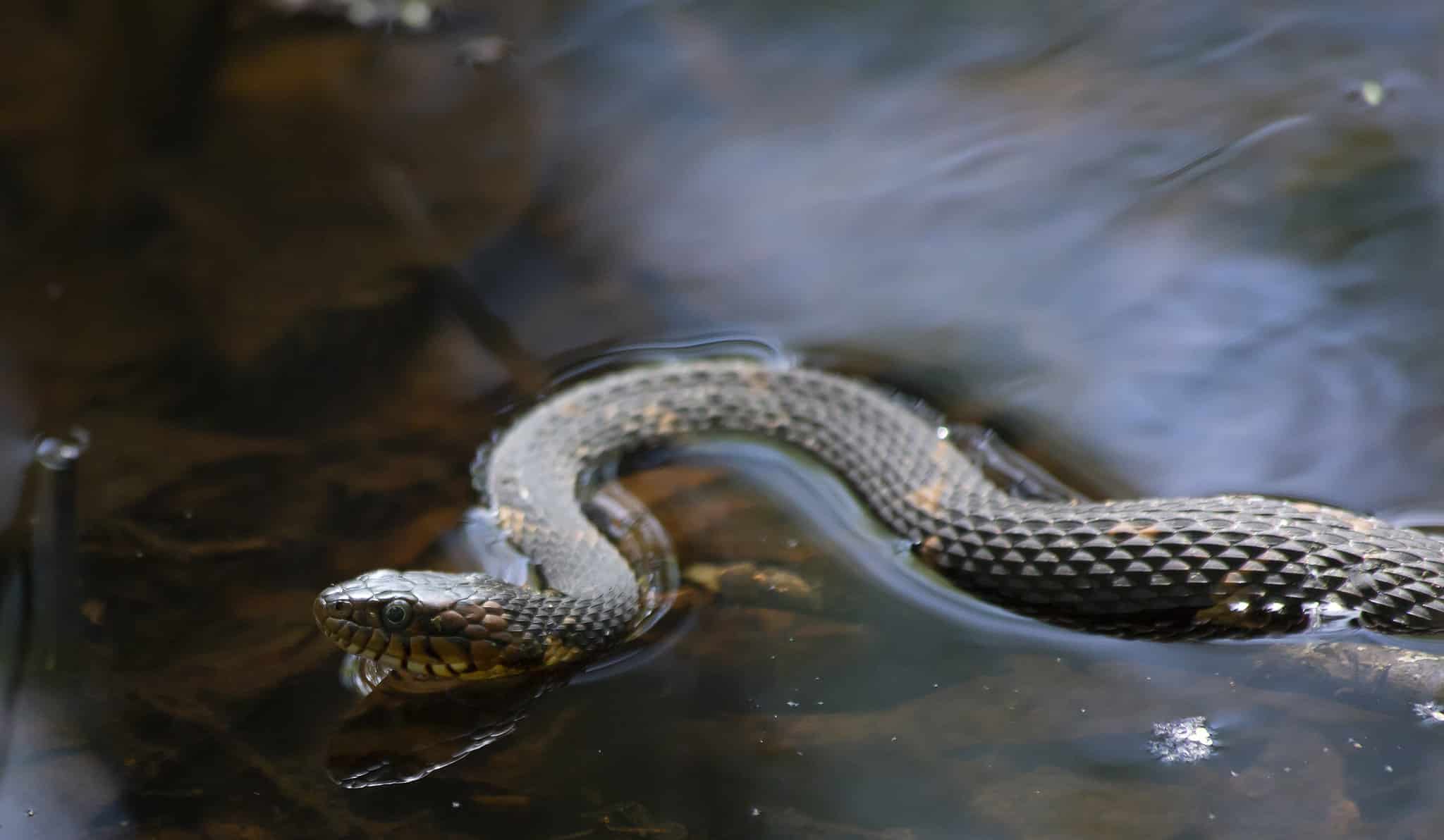The 40 Coolest Facts About Snakes - A-Z Animals Slideshows