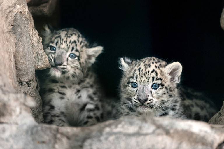 Baby Snow Leopard Cub: 10 Cute Pictures and 10 Amazing Facts - A-Z Animals