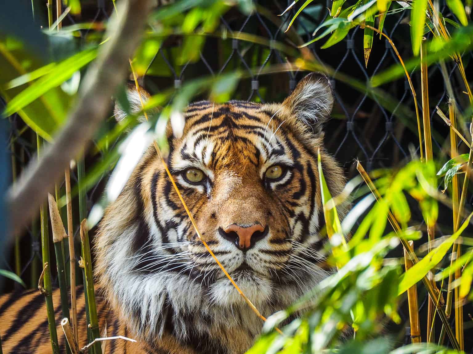 Why Do Tigers Chuff? - A-Z Animals