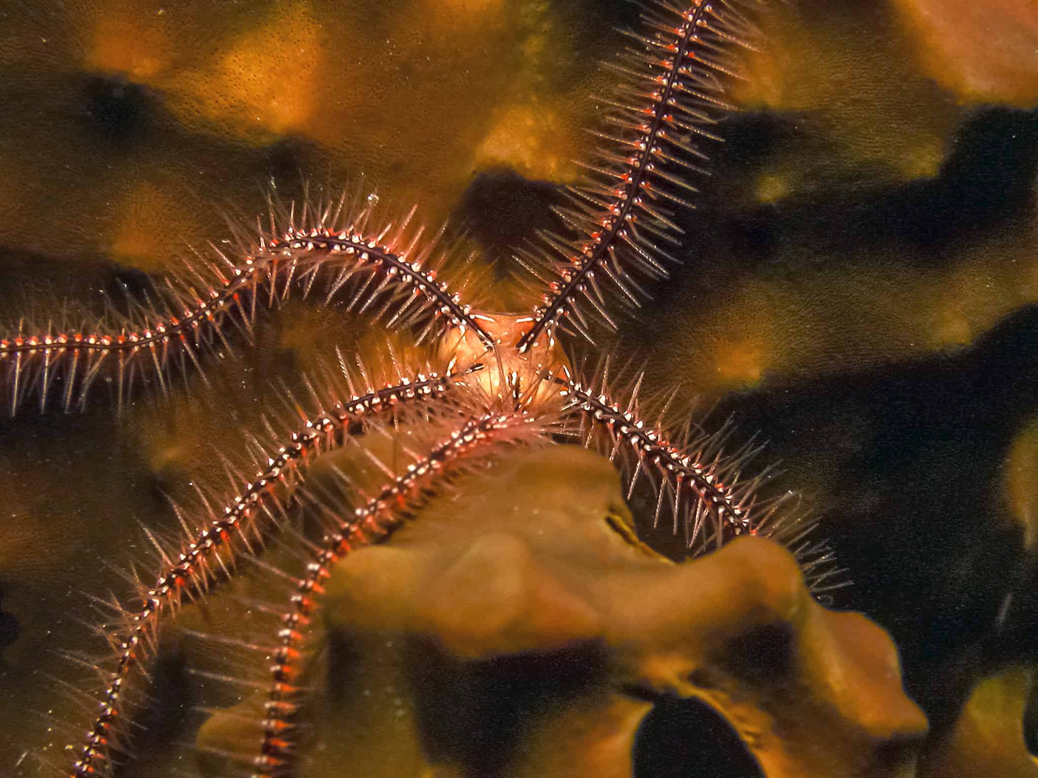 Discover the Sea Creatures That Keep Kelp Forests in Balance - A-Z Animals