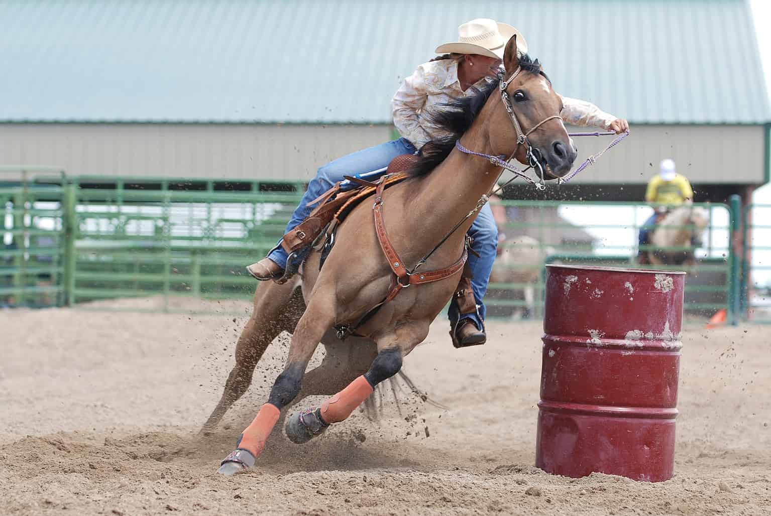 12 of The Most Popular Horse Breeds For Barrel Racing - A-Z Animals