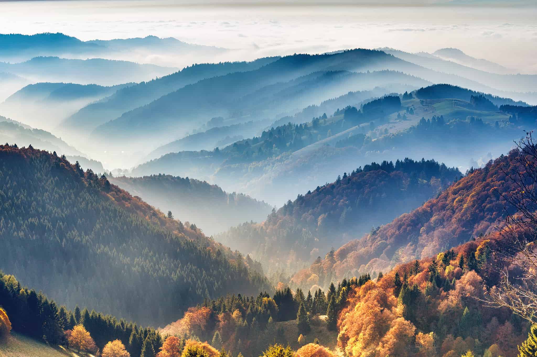 The 15 Most Dangerous Forests in the World - A-Z Animals