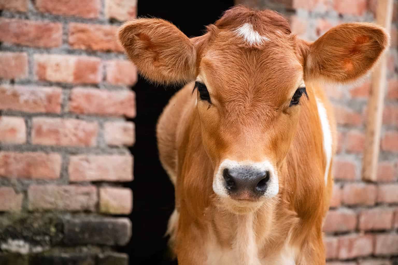 300+ Perfect Cow Names - A-Z Animals
