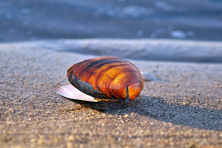 Clams vs Mussels: 6 Main Differences Explained - A-Z Animals