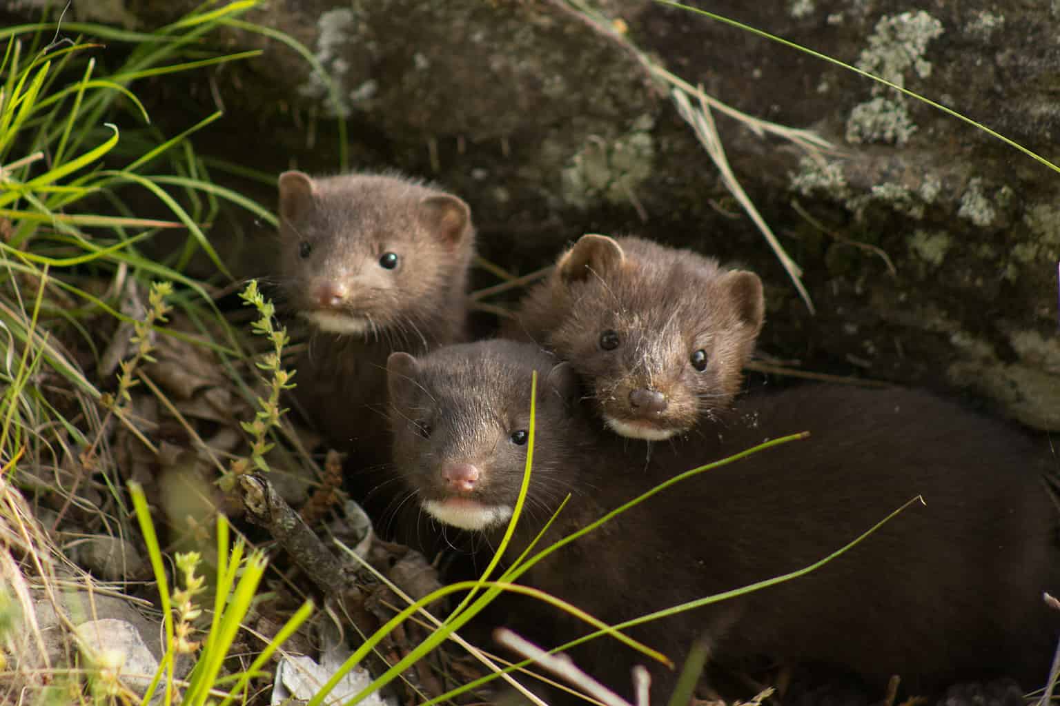 Learn About Mink in Ohio - History, Habitat, and More! - A-Z Animals