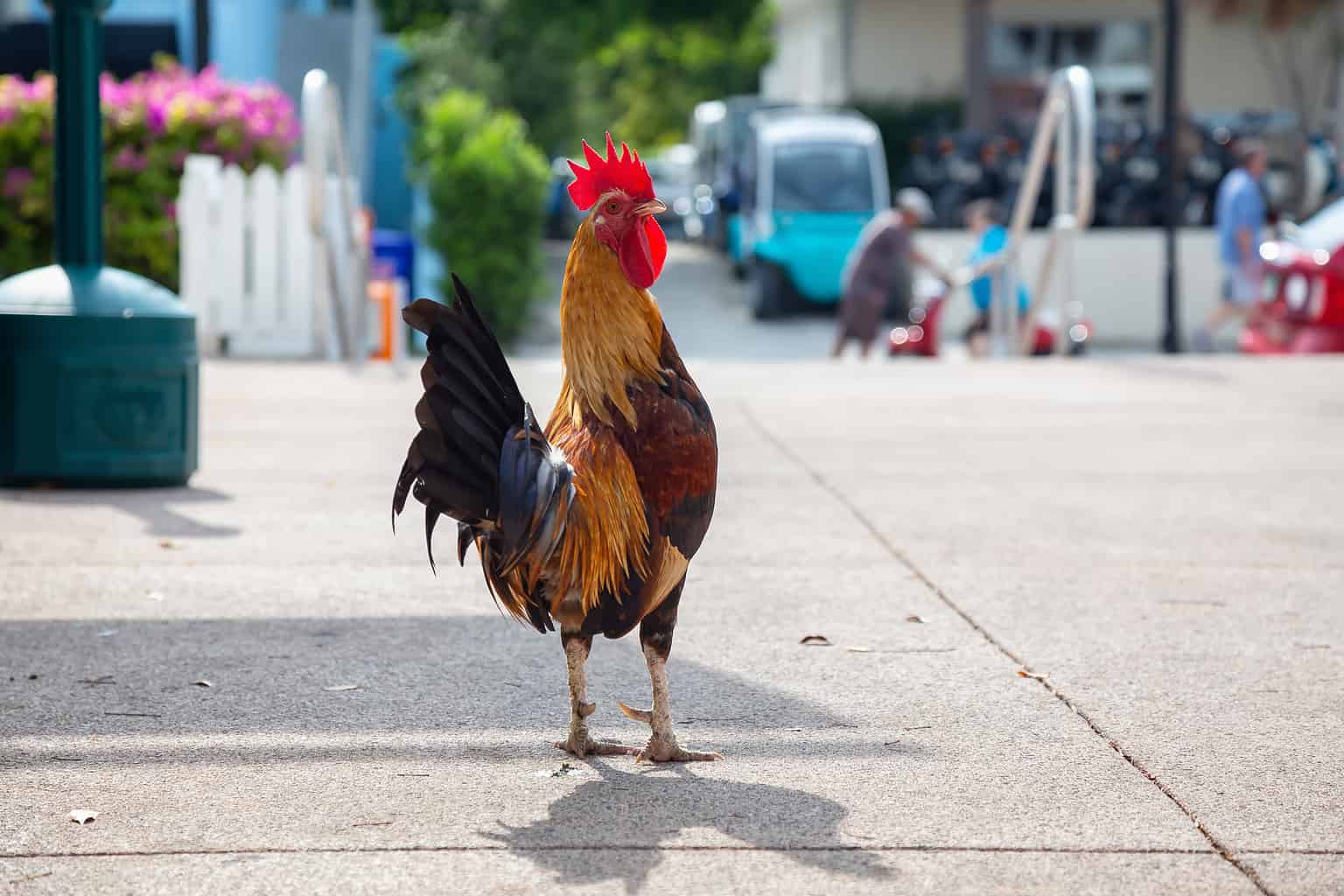 Why Do Chickens Roam Freely Around Key West? - A-Z Animals