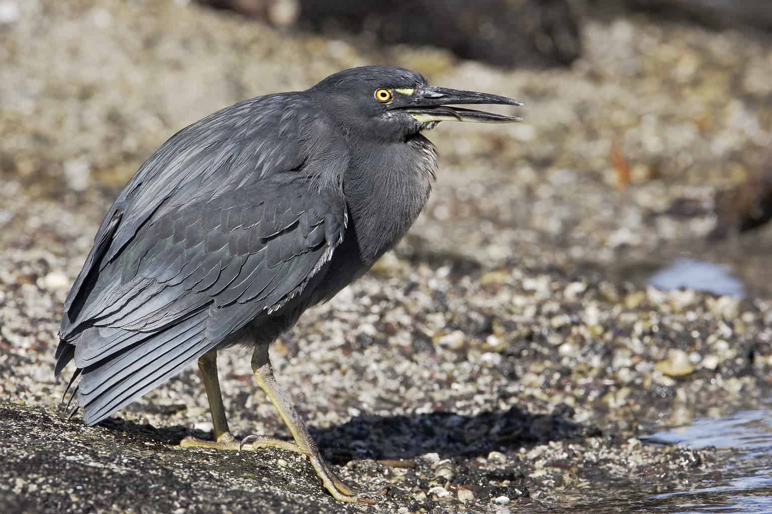 The 2026 Census: What the Year’s Newest Creatures Tell Us About Our ...