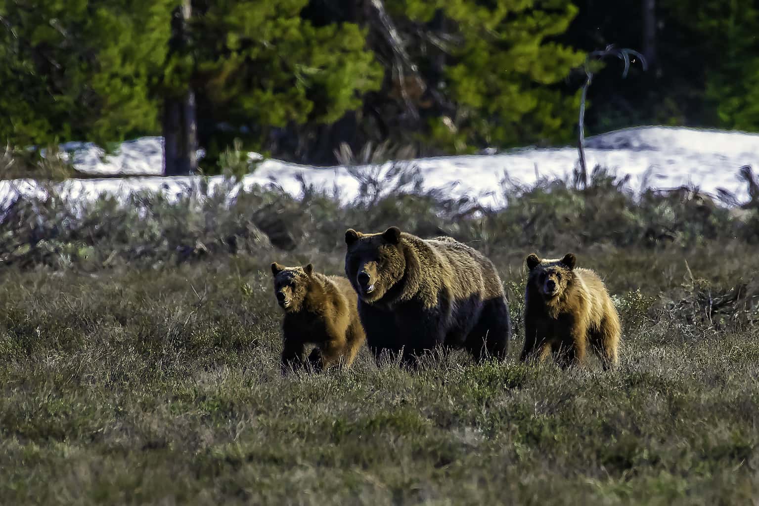 Grizzly Bears Thrive in These U.S. States - A-Z Animals Slideshows